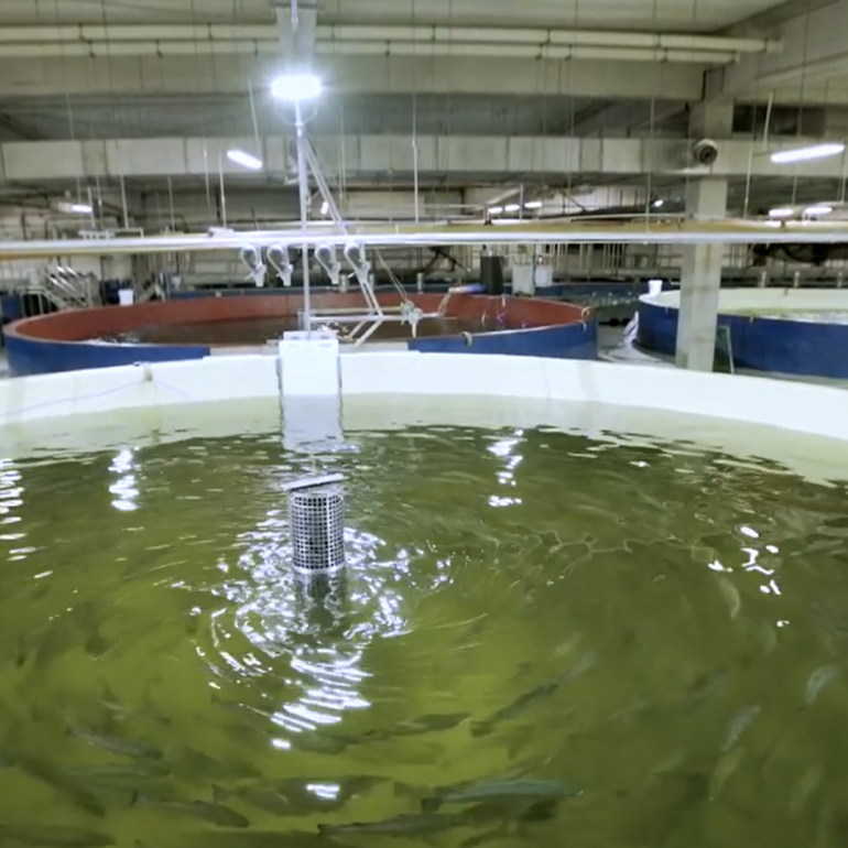 Recirculating Aquaculture System (RAS) Fish Farming: A New Era in ...