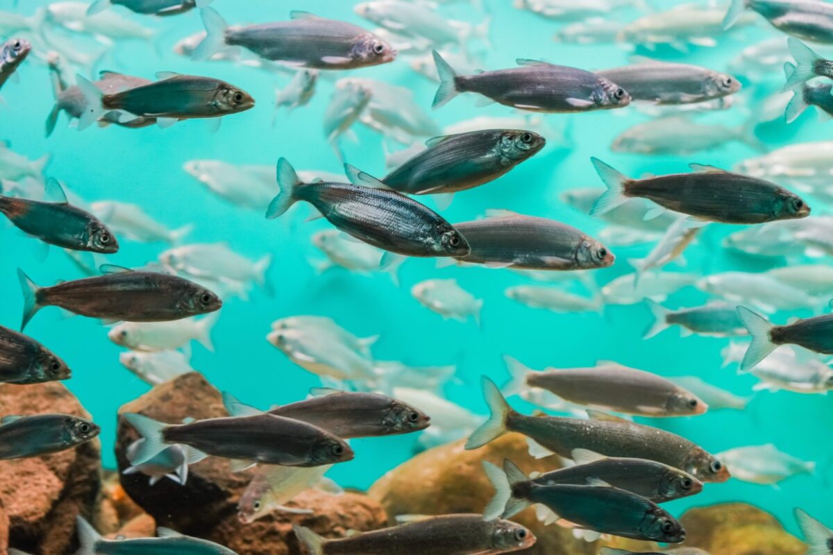 The Future of Fish Farming: How RAS Technology is Changing the Game ...